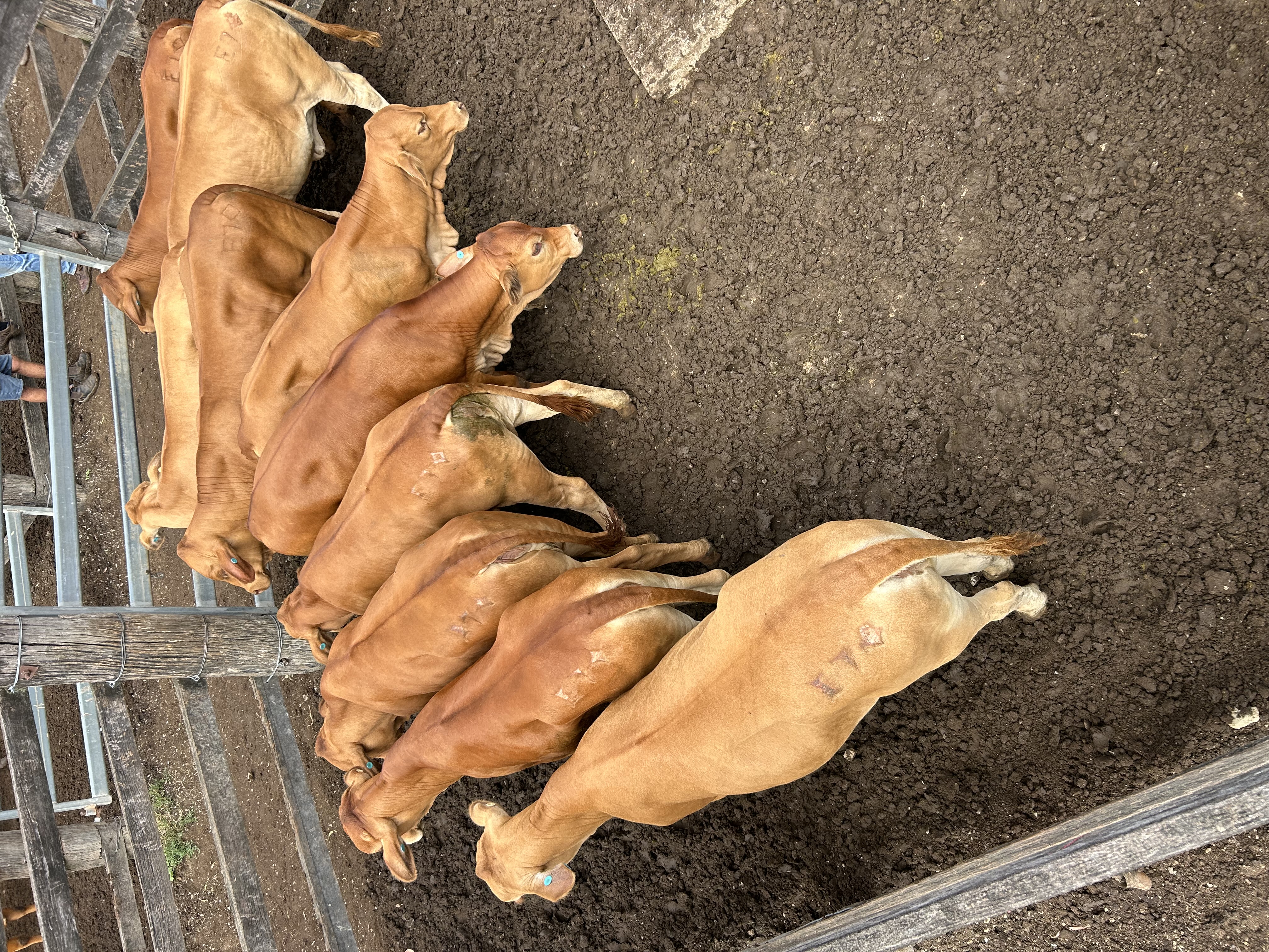 Murgon Store Sale Report 16/12/2025 | Aussie Land & Livestock