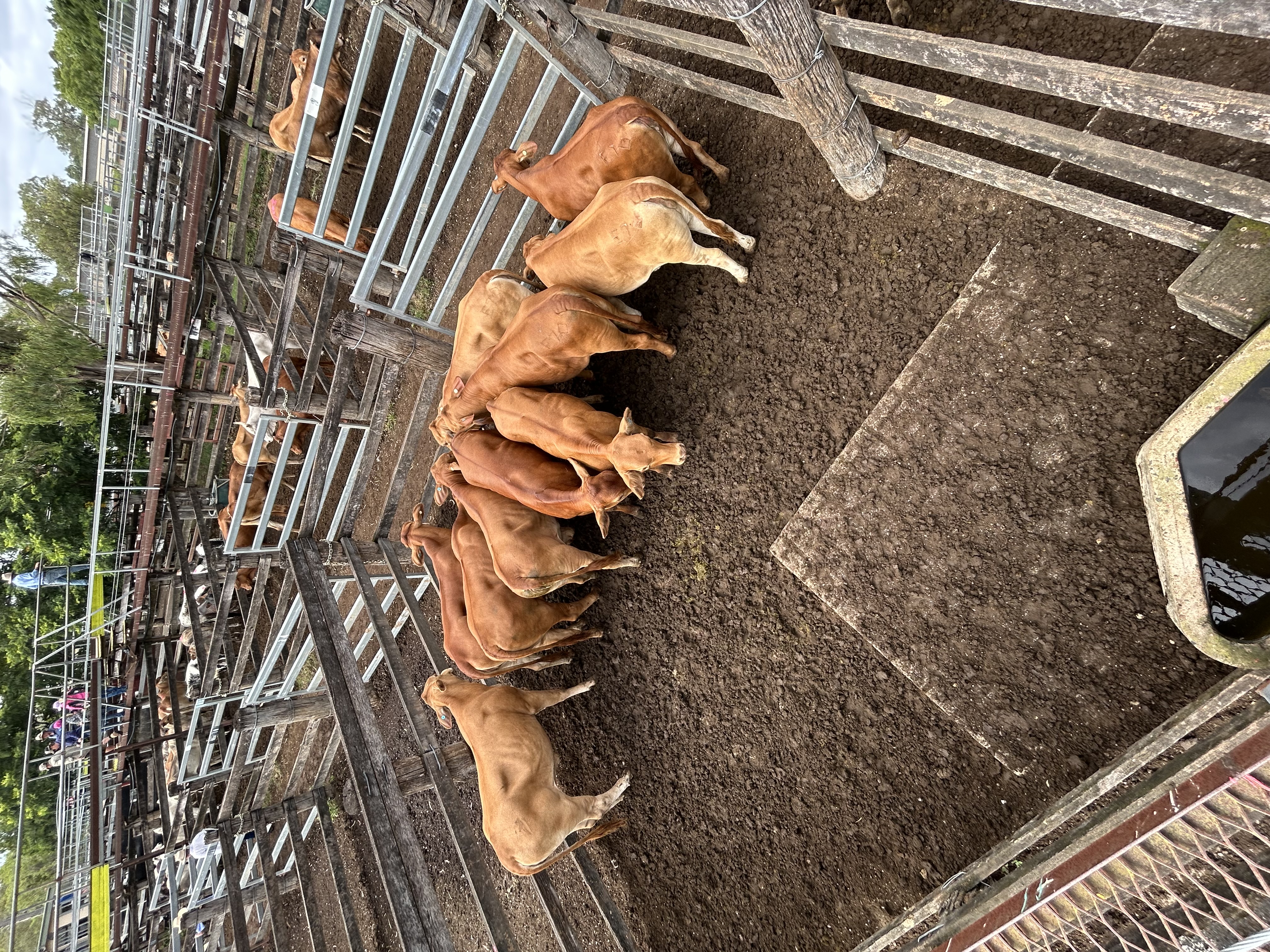 Murgon Store Sale Report 16/12/2025 | Aussie Land & Livestock